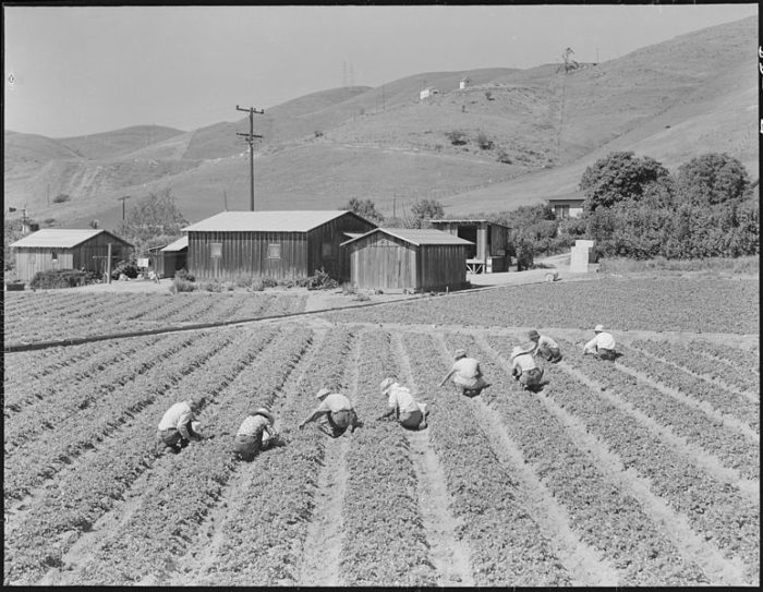 Farm Workers | Working Now and Then
